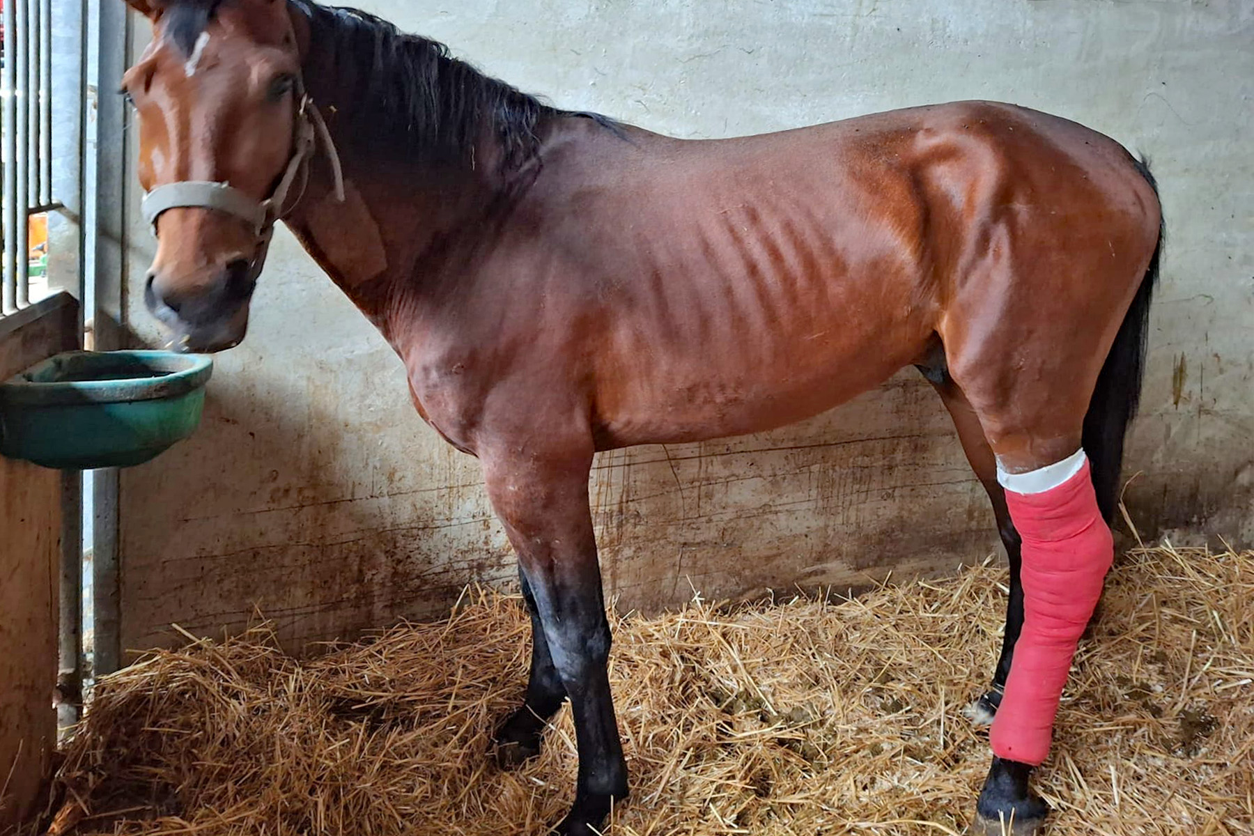 Horse rehabilitation | Carefree recovery | ReHorse