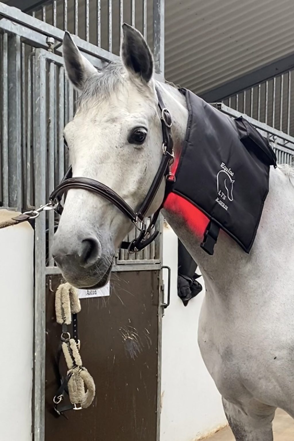 Equine LTS R-Series Mini Pro: Powerful LED light therapy for horses